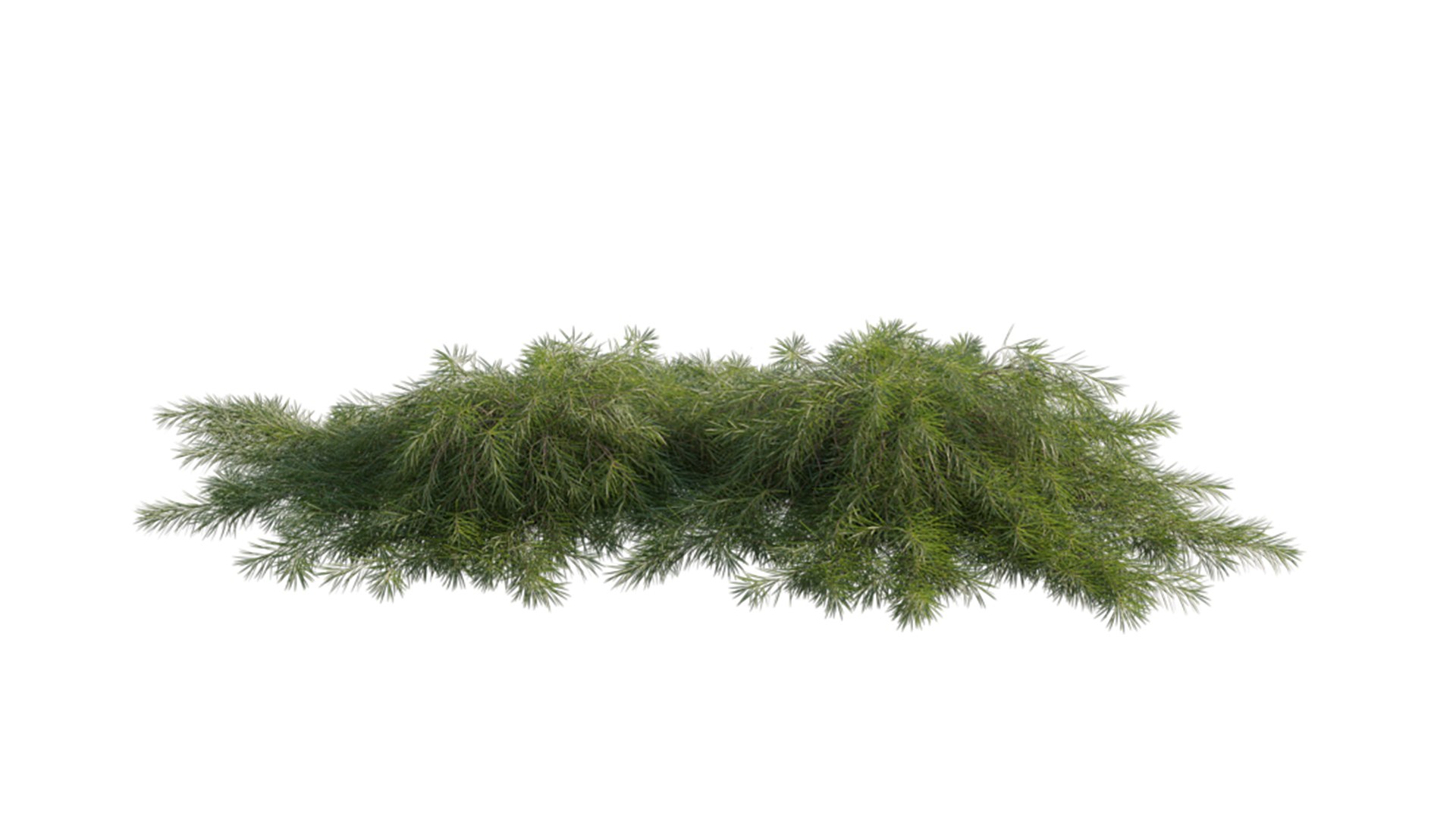 Acacia Cognata Limelight - River Wattle 3D Model - TurboSquid 1912485