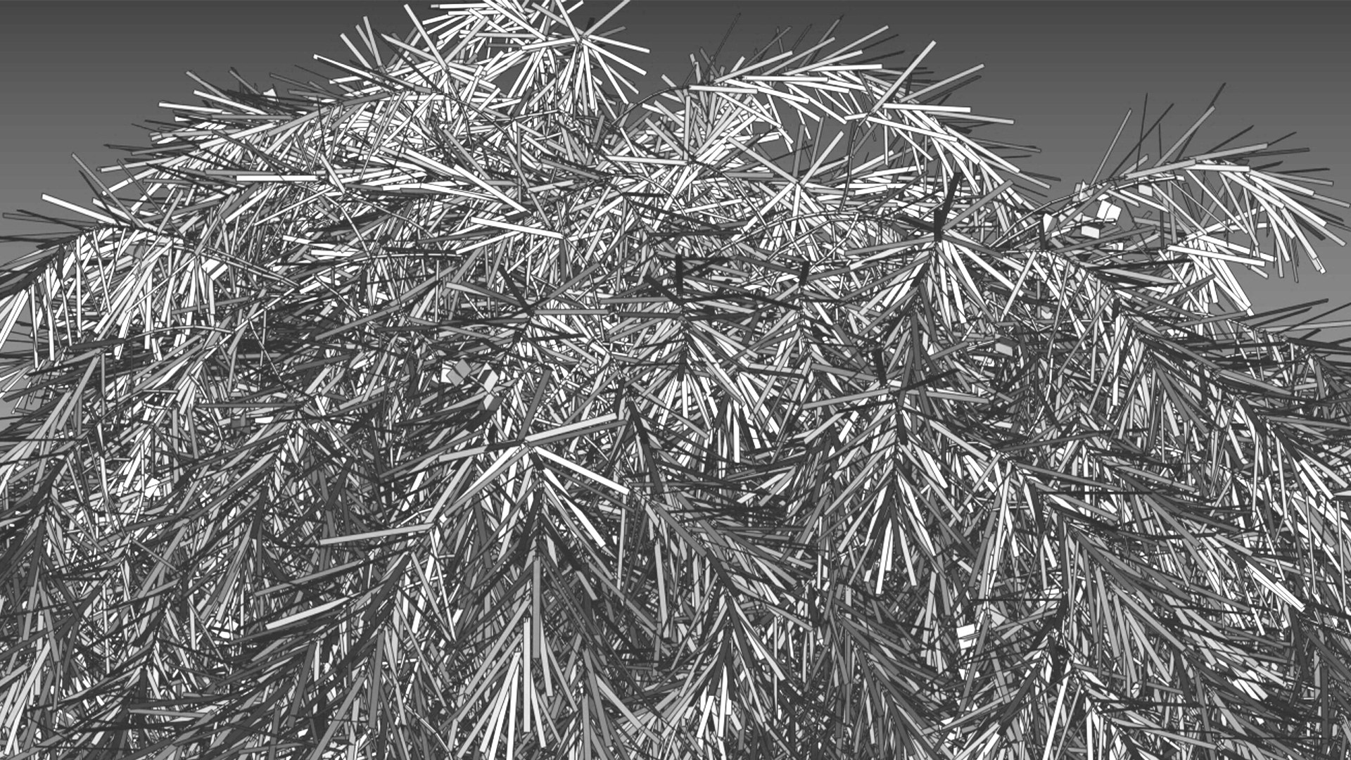 Acacia Cognata Limelight - River Wattle 3D Model - TurboSquid 1912485