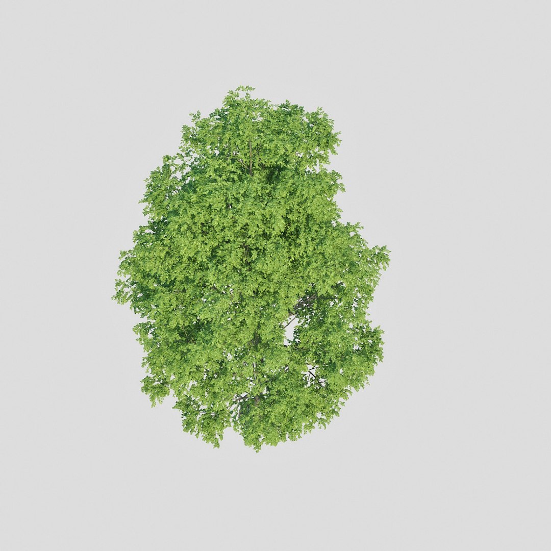 3d Model Poplar Tree