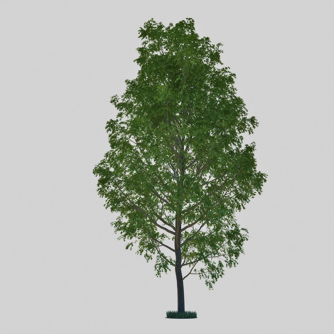 3d Model Poplar Tree