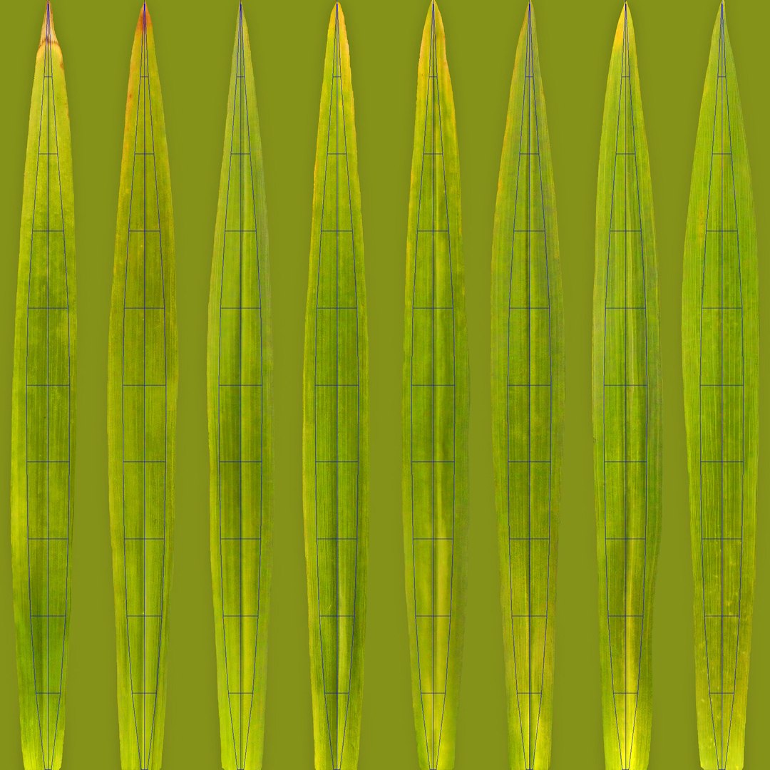 3D Palms With LODs Bundle - TurboSquid 2444026