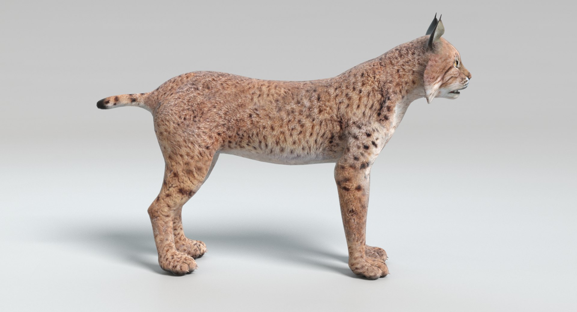 Bobcat Bob Cat 3D - TurboSquid 1170367