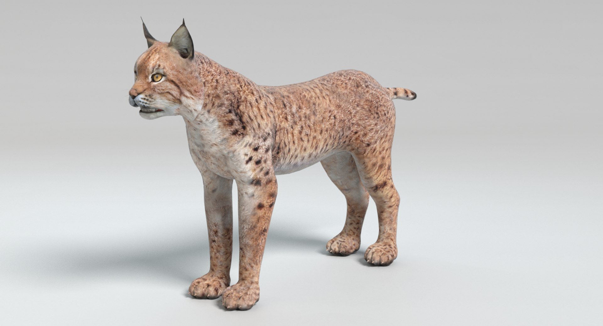 Bobcat Bob Cat 3D - TurboSquid 1170367