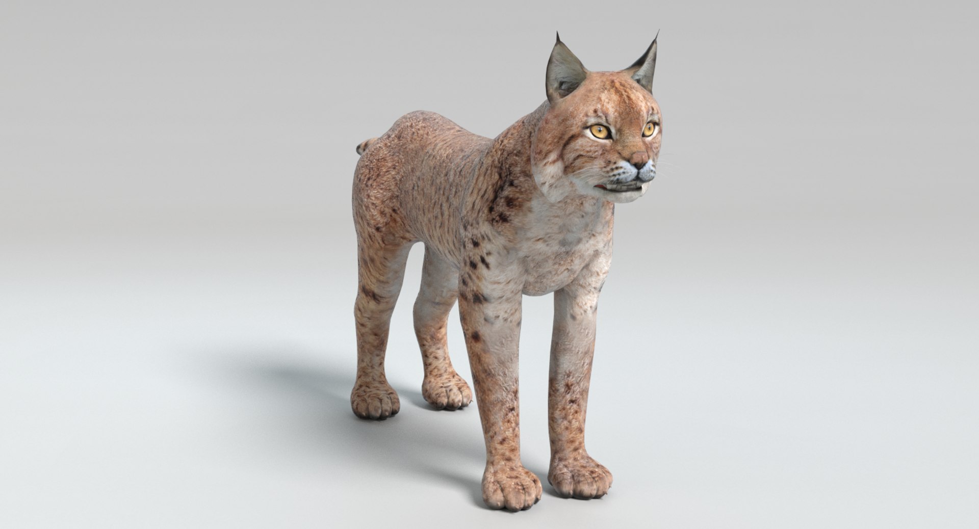 Bobcat Bob Cat 3D - TurboSquid 1170367