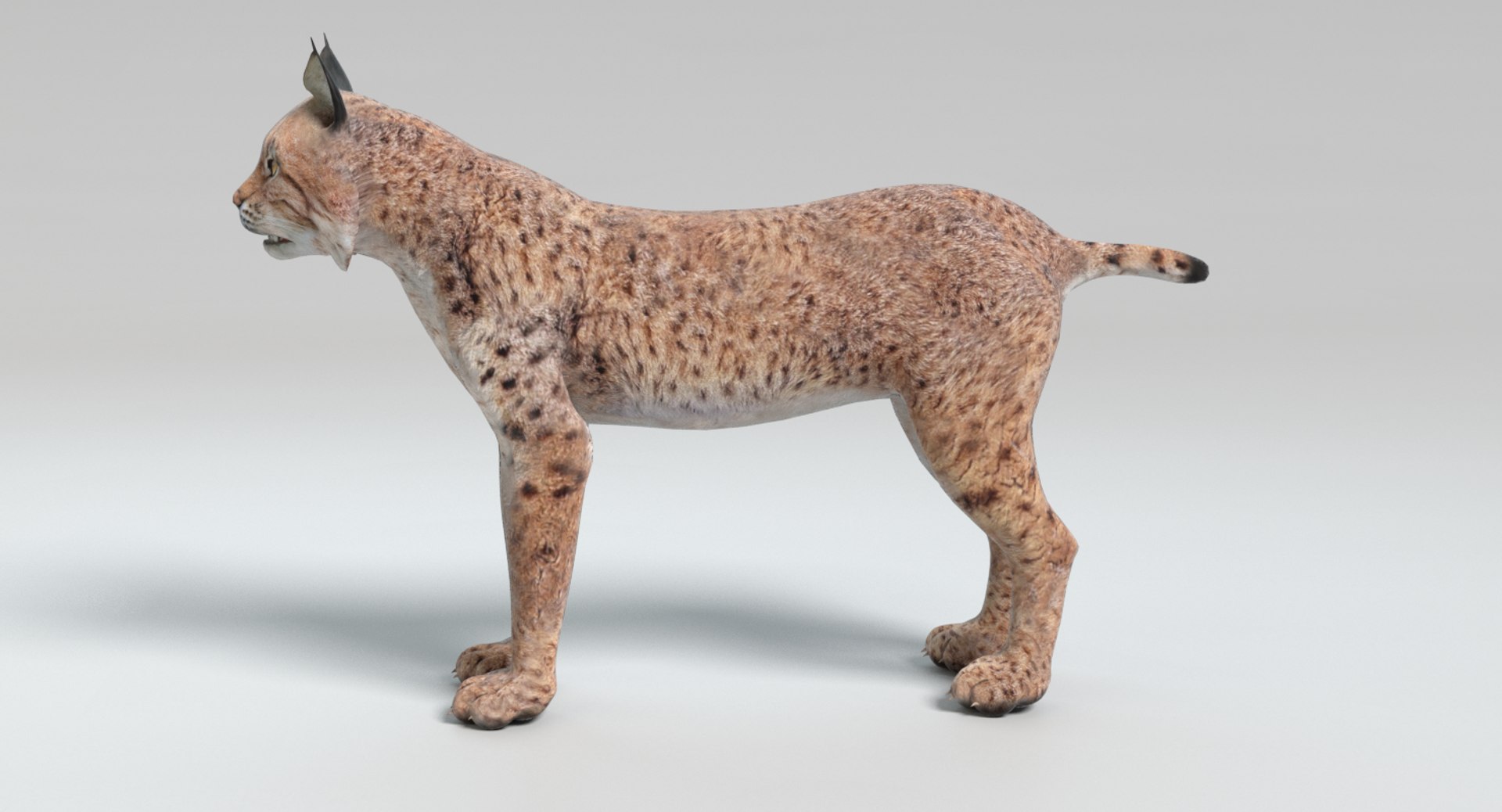 Bobcat Bob Cat 3D - TurboSquid 1170367
