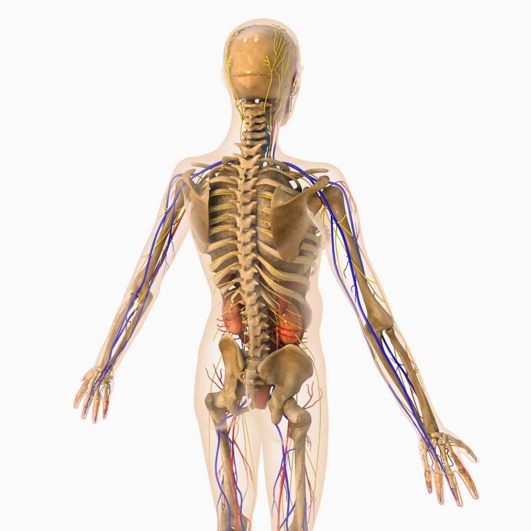 Digestive Female 3d Model