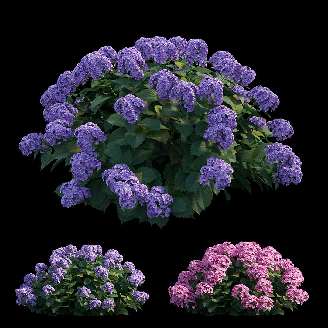 3D Model Hydrangea Plant Set 22 - TurboSquid 1603415