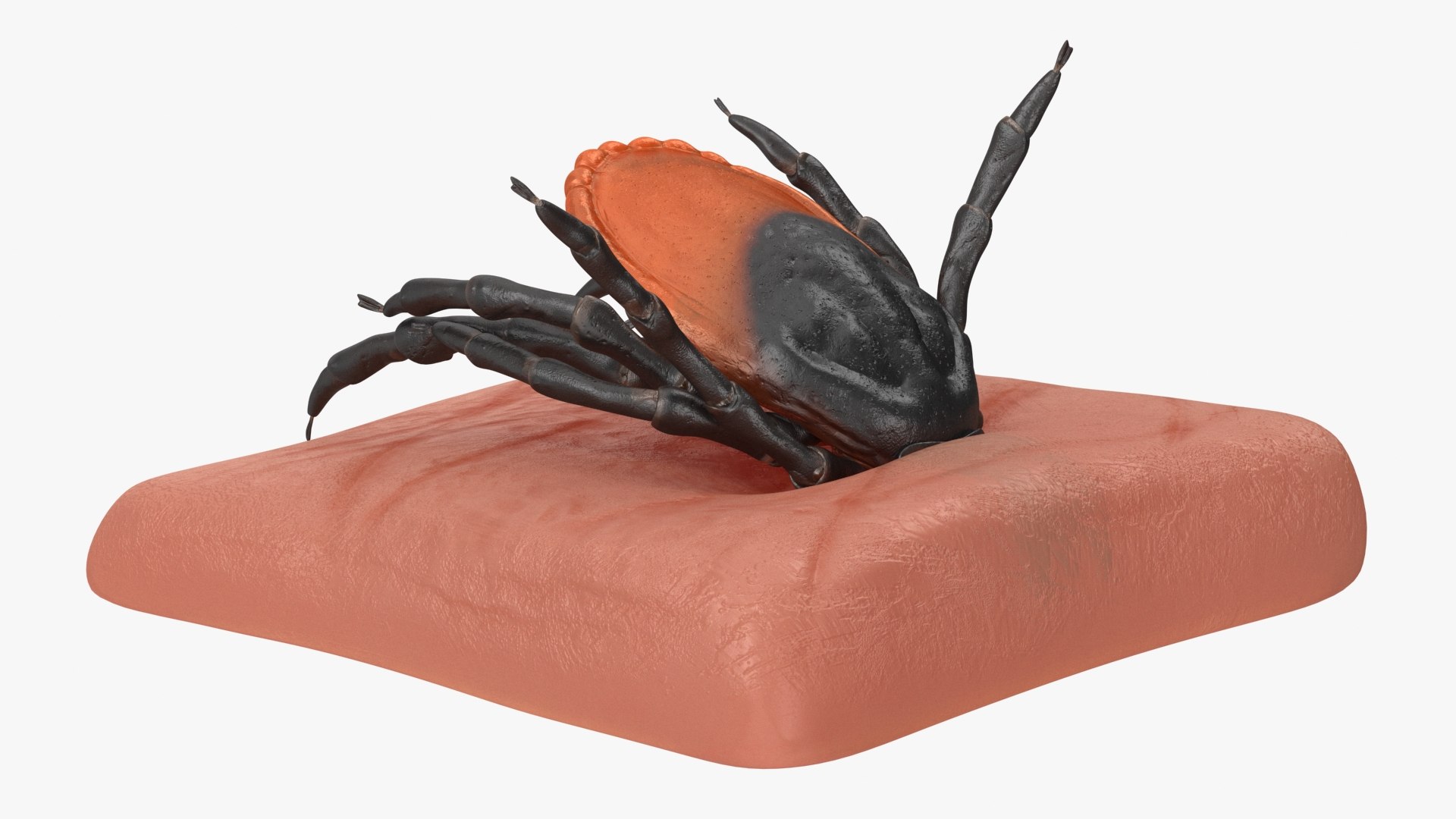 3D Tick Stuck In Skin Model - TurboSquid 1852249