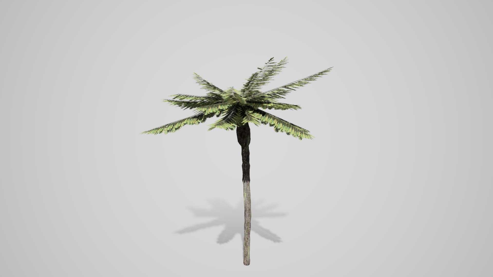 Palm Tree 3D Model - TurboSquid 1281796