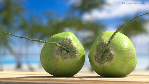 Fresh green coconuts 3D model - TurboSquid 1558756