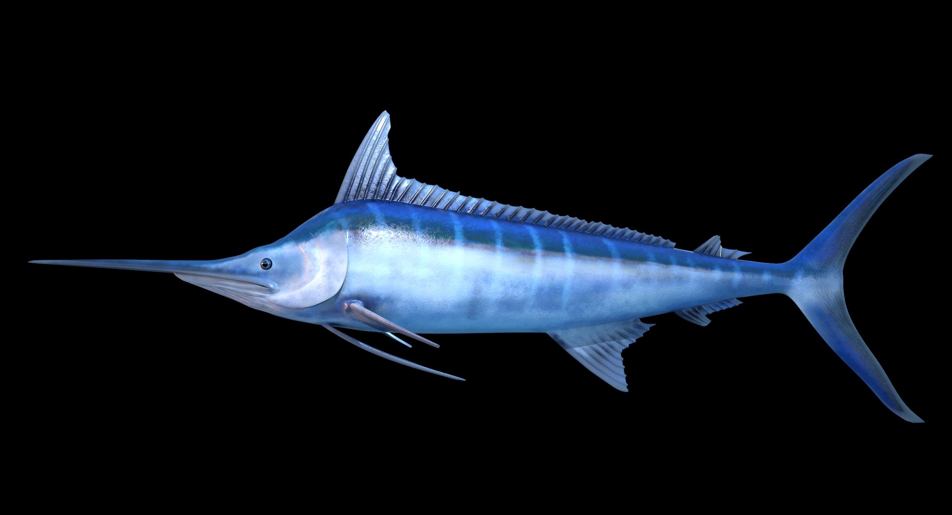 3D Rigged Blue Marlin Model - TurboSquid 1271773