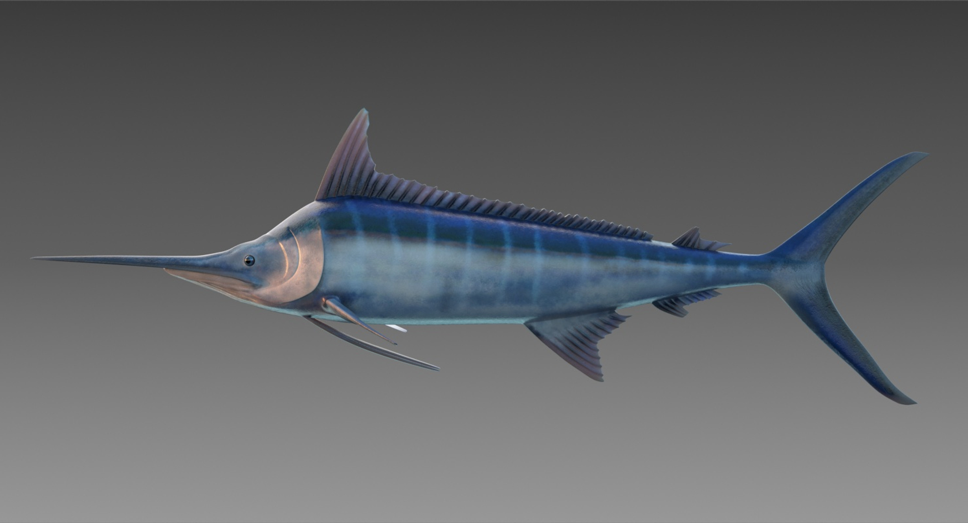 3D Rigged Blue Marlin Model - TurboSquid 1271773