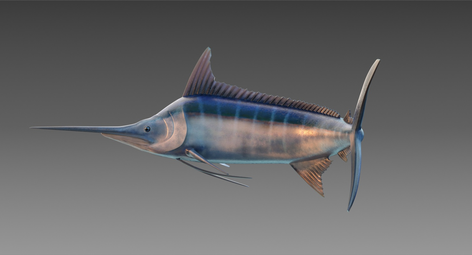 3D Rigged Blue Marlin Model - TurboSquid 1271773