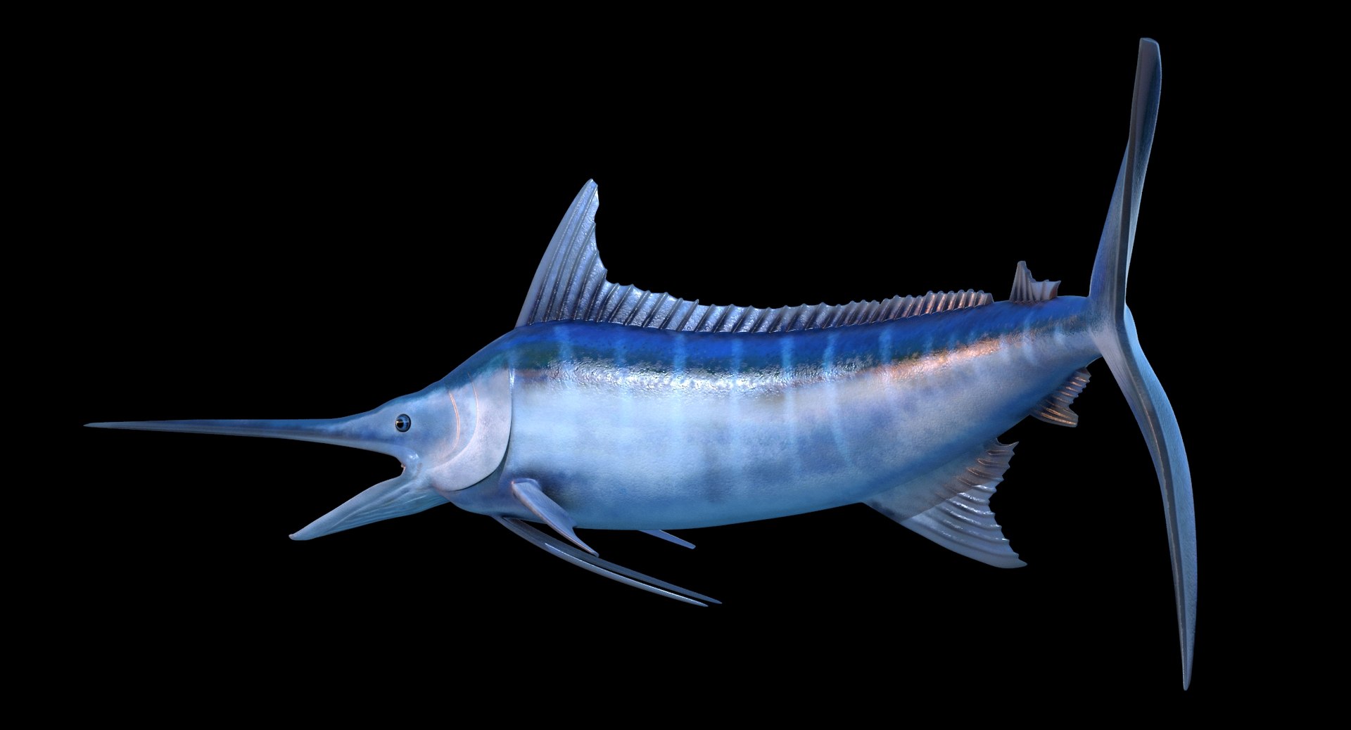 3D Rigged Blue Marlin Model - TurboSquid 1271773