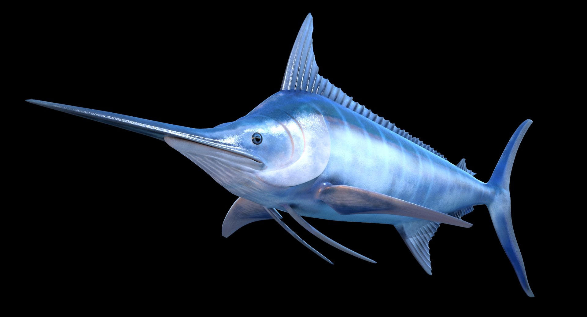3D Rigged Blue Marlin Model - TurboSquid 1271773