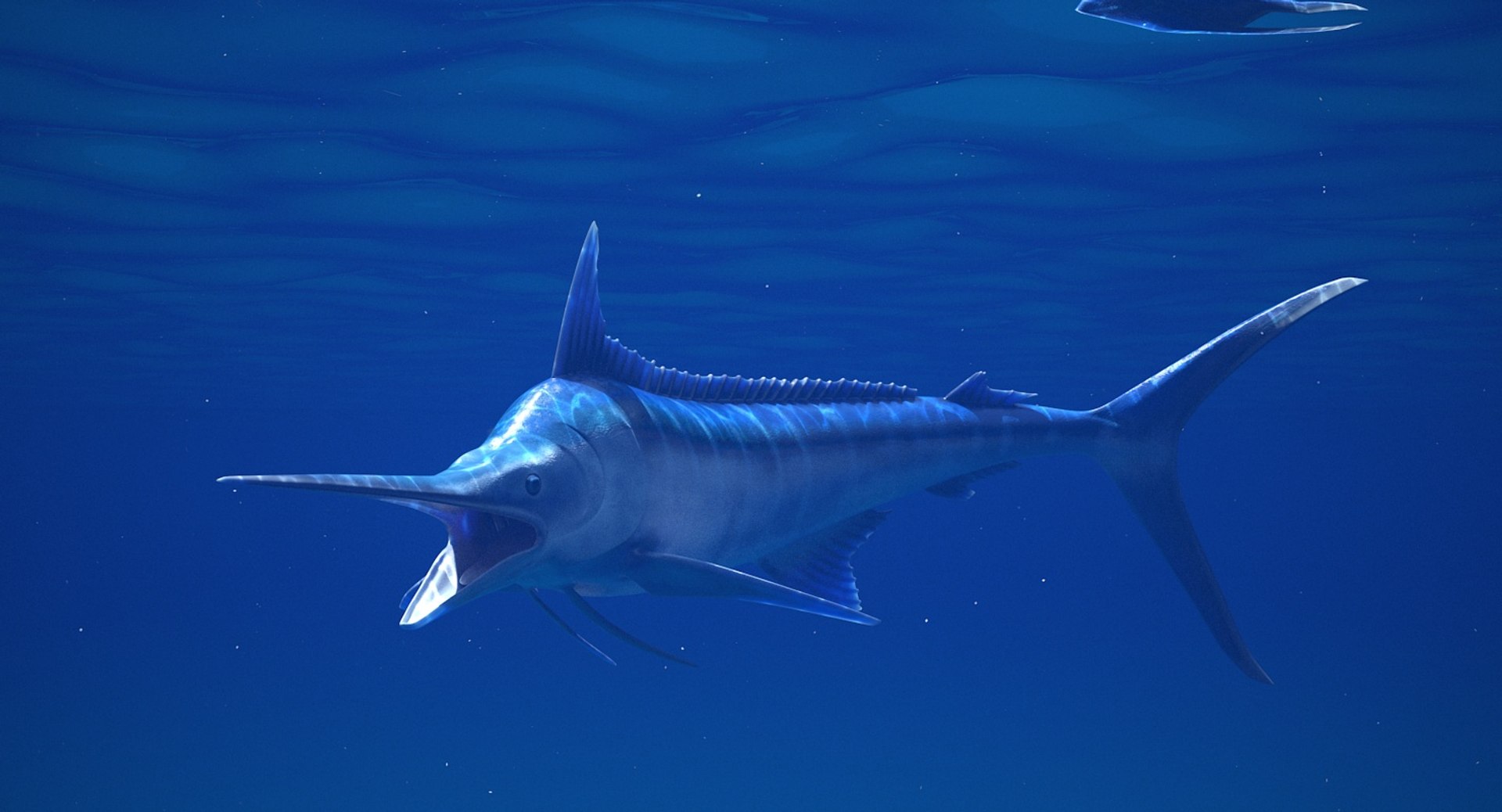 3D Rigged Blue Marlin Model - TurboSquid 1271773