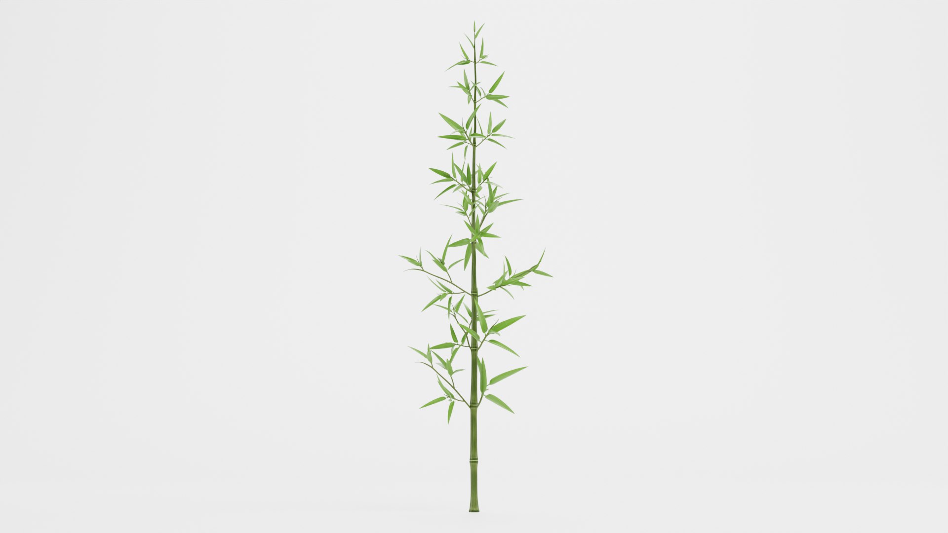 Bamboo Model - TurboSquid 2225934