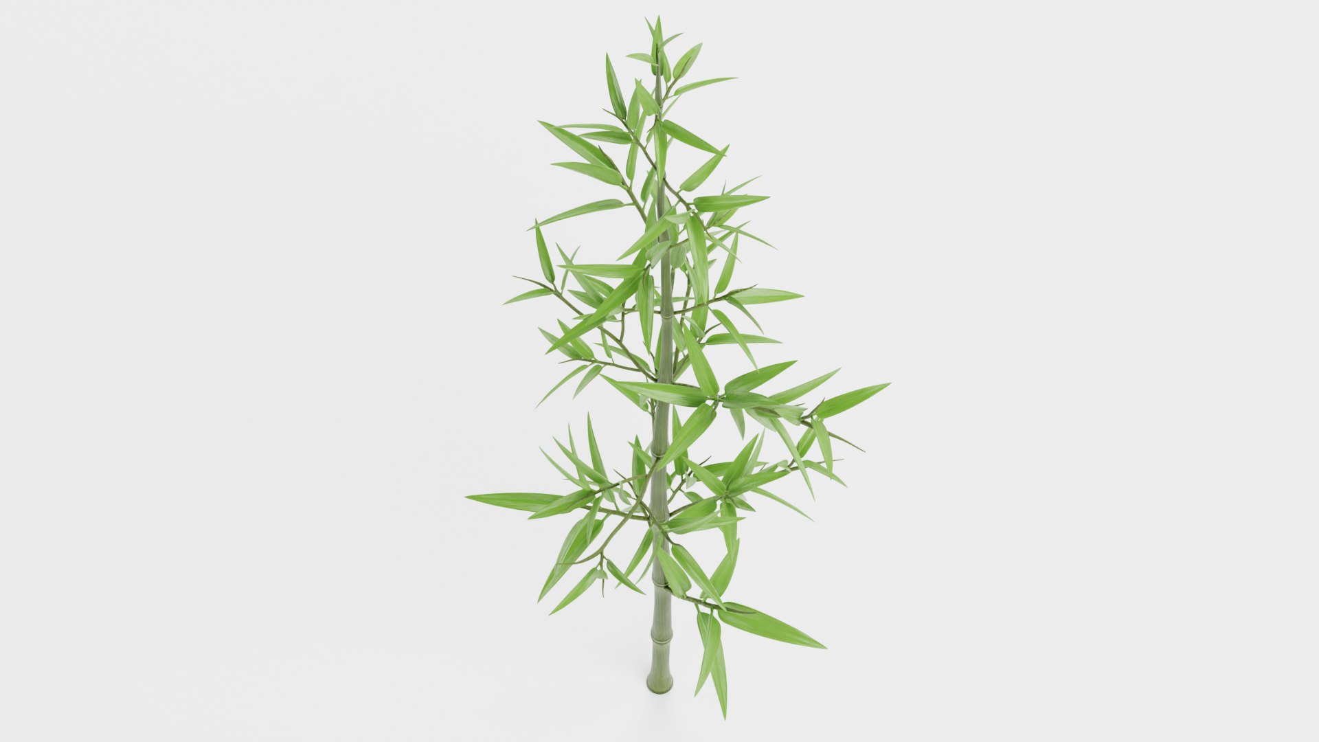 Bamboo Model - TurboSquid 2225934