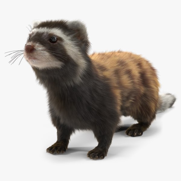 3D Ferret Models | TurboSquid