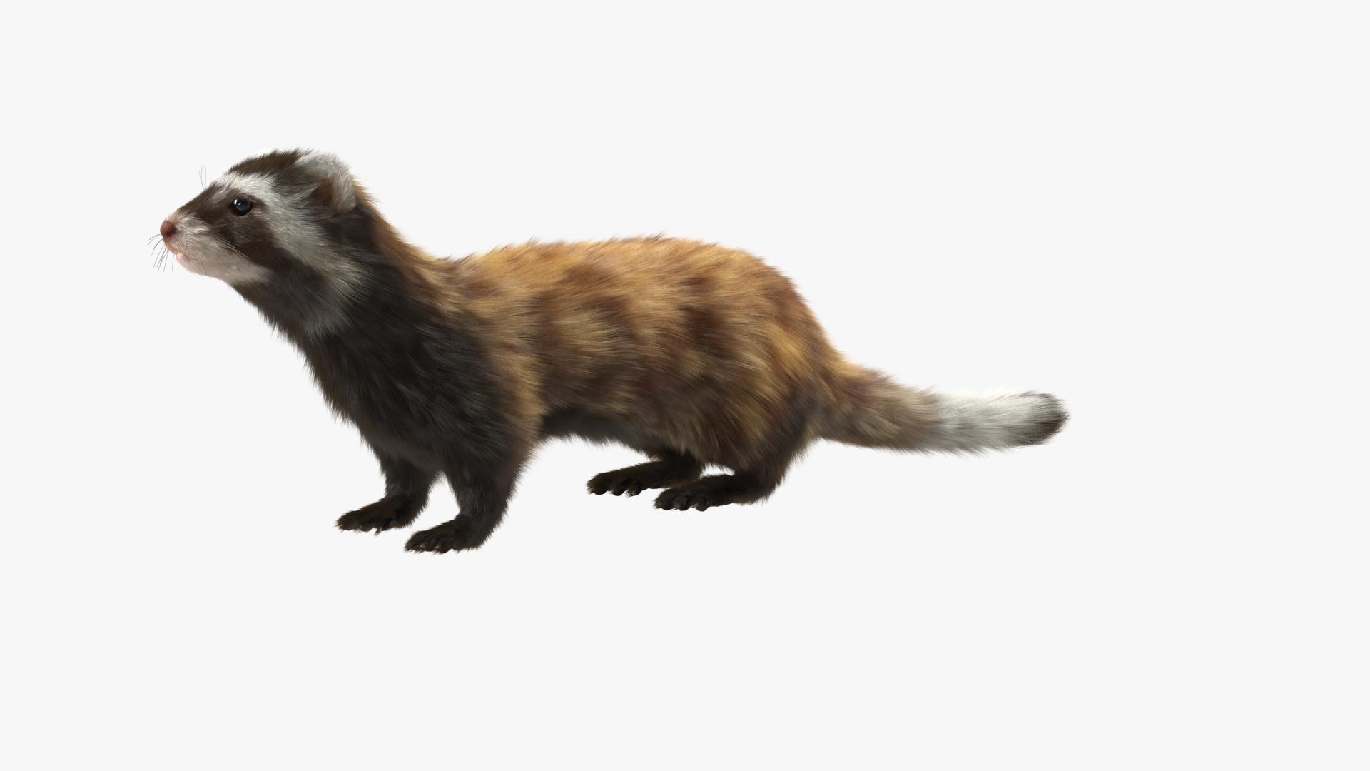 3D Vormela Peregusna Fur Model - TurboSquid 2207900