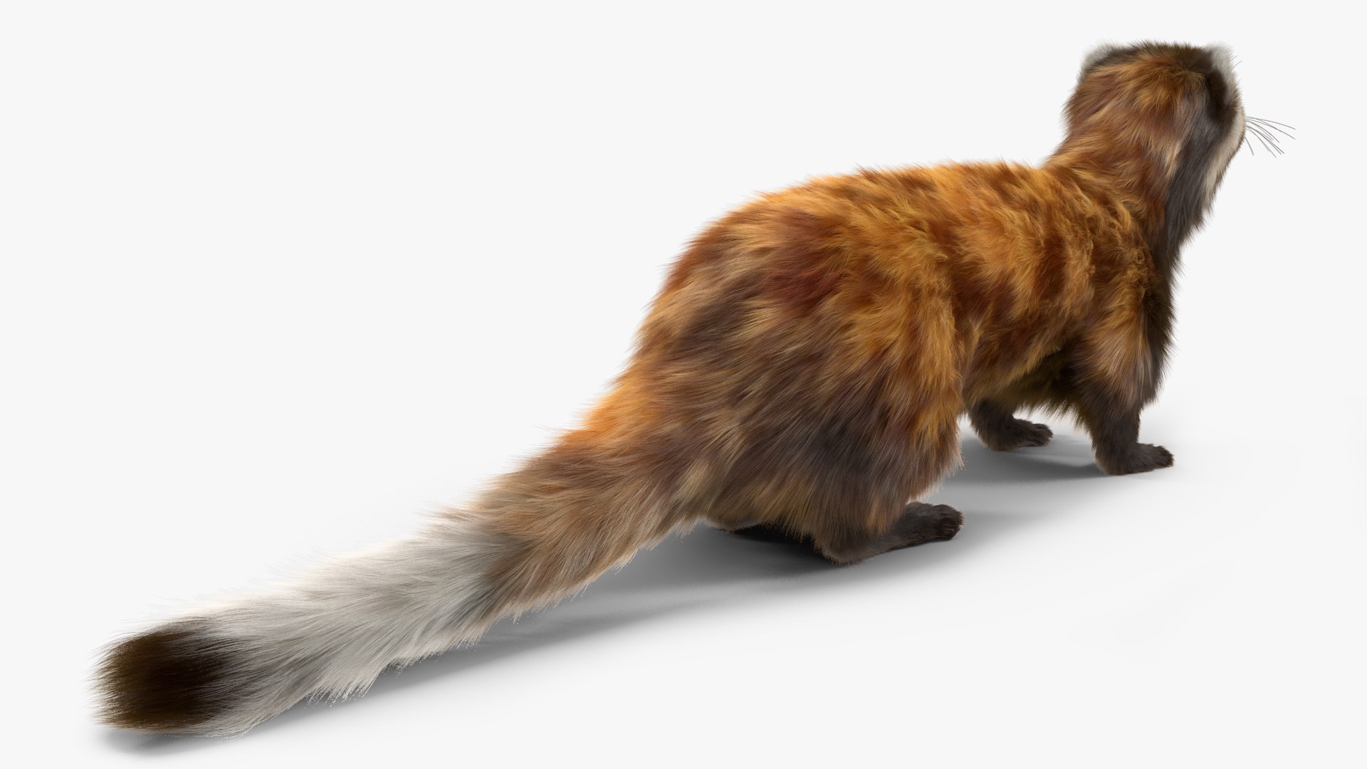 3D Vormela Peregusna Fur Model - TurboSquid 2207900