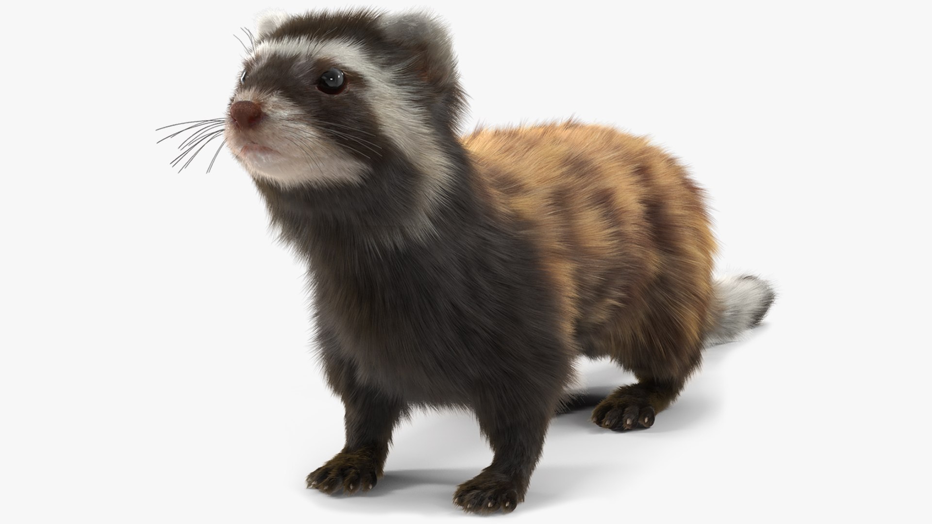 3D Vormela Peregusna Fur Model - TurboSquid 2207900