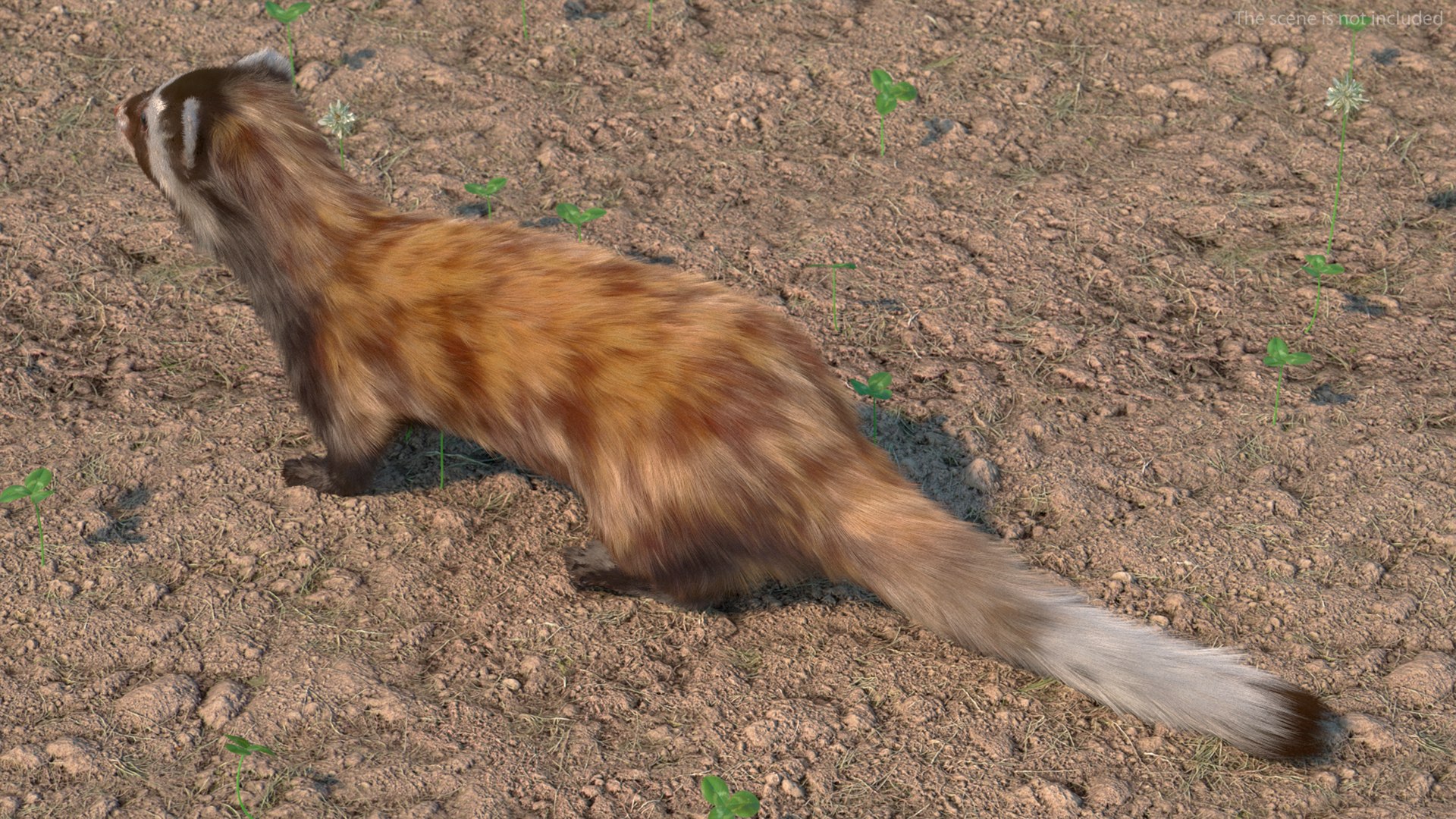 3D Vormela Peregusna Fur Model - TurboSquid 2207900