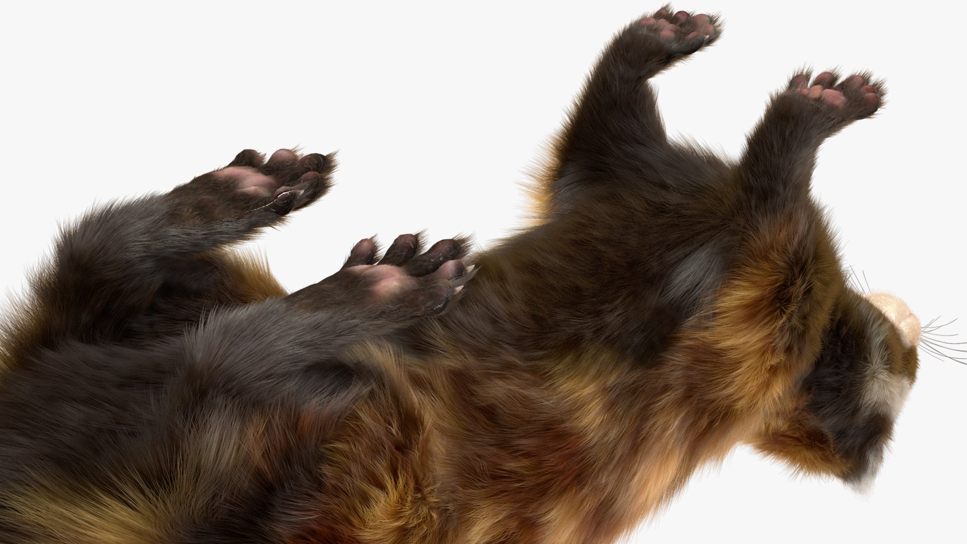 3D Vormela Peregusna Fur Model - TurboSquid 2207900