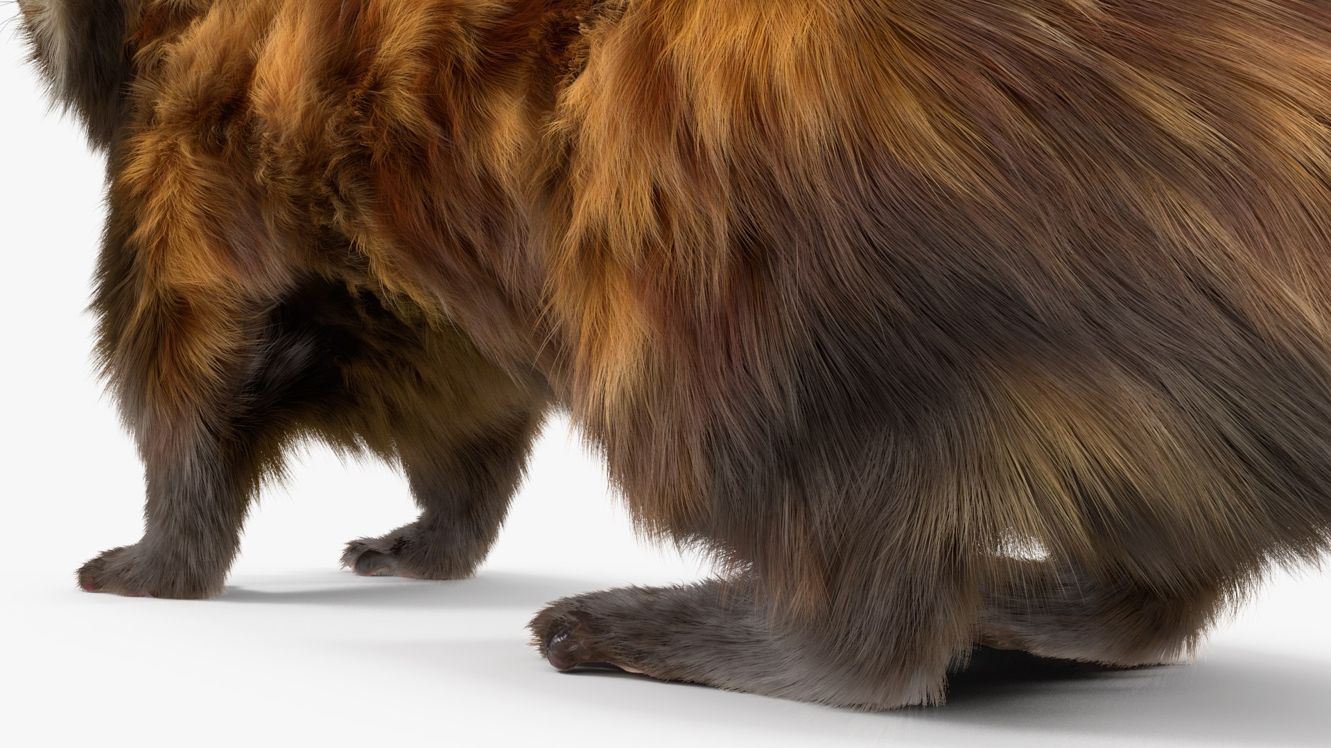 3D Vormela Peregusna Fur Model - TurboSquid 2207900