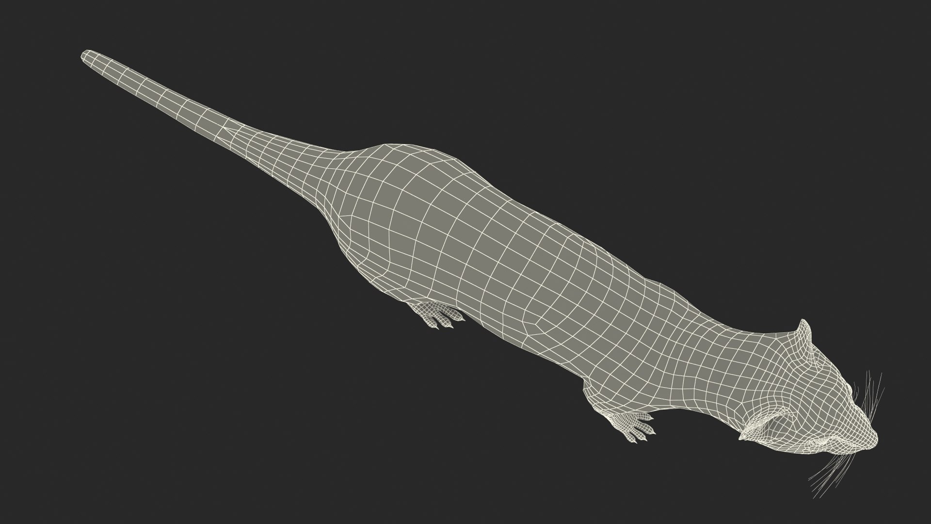 3D Vormela Peregusna Fur Model - TurboSquid 2207900