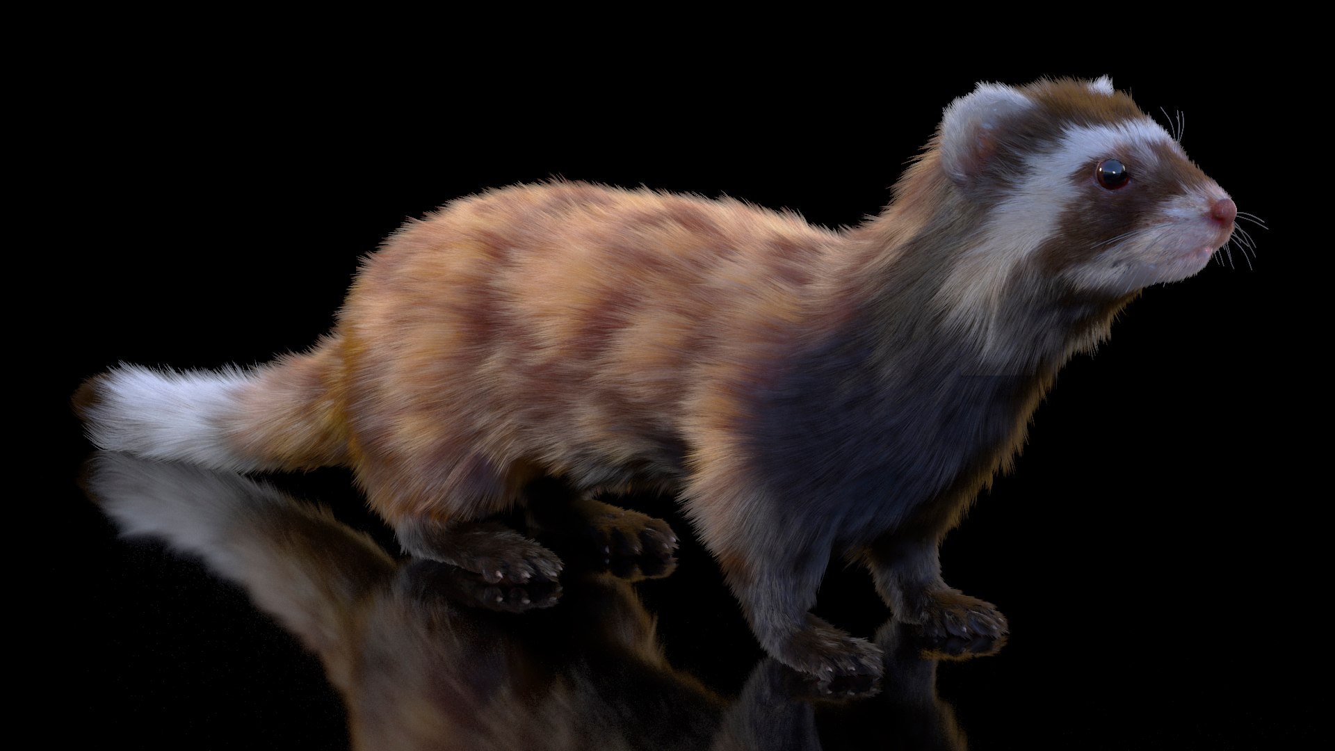 3D Vormela Peregusna Fur Model - TurboSquid 2207900