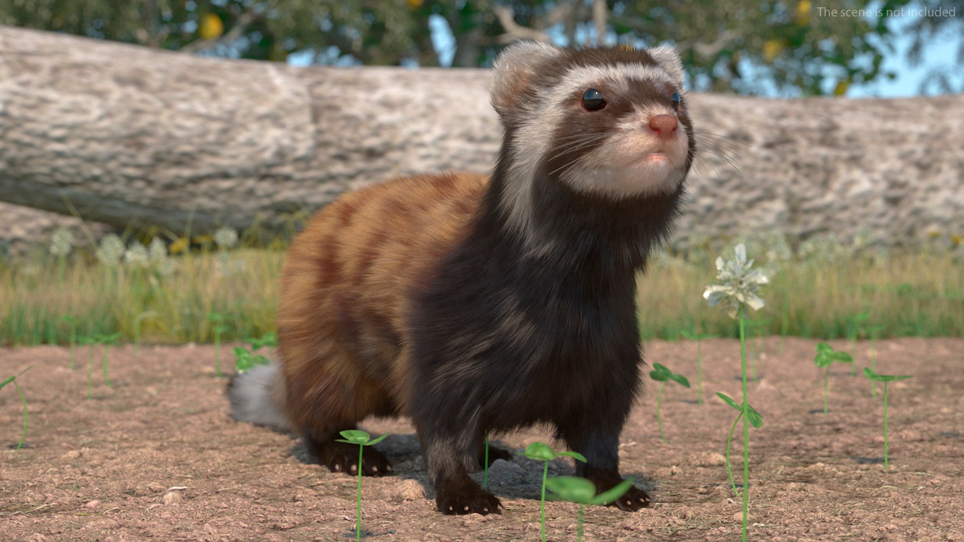 3D Vormela Peregusna Fur Model - TurboSquid 2207900