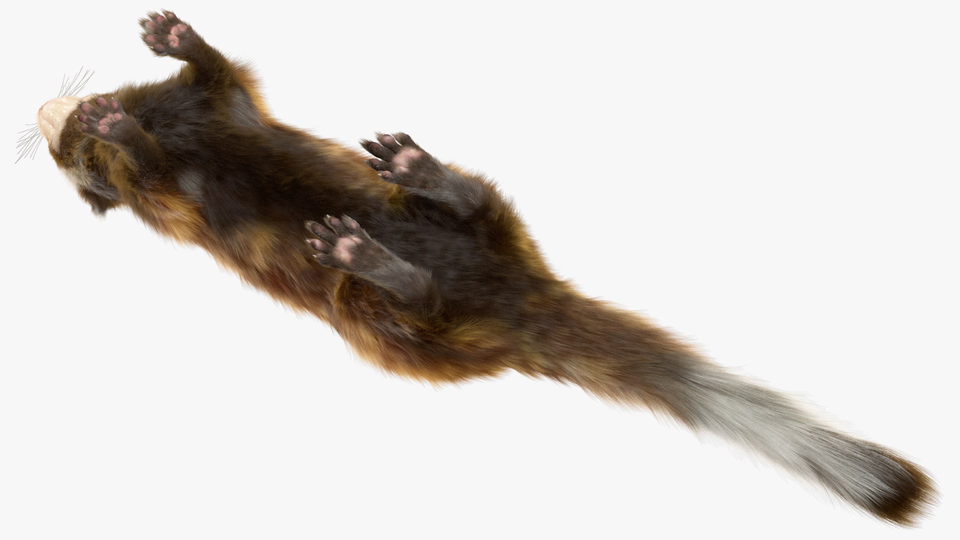 3D Vormela Peregusna Fur Model - TurboSquid 2207900