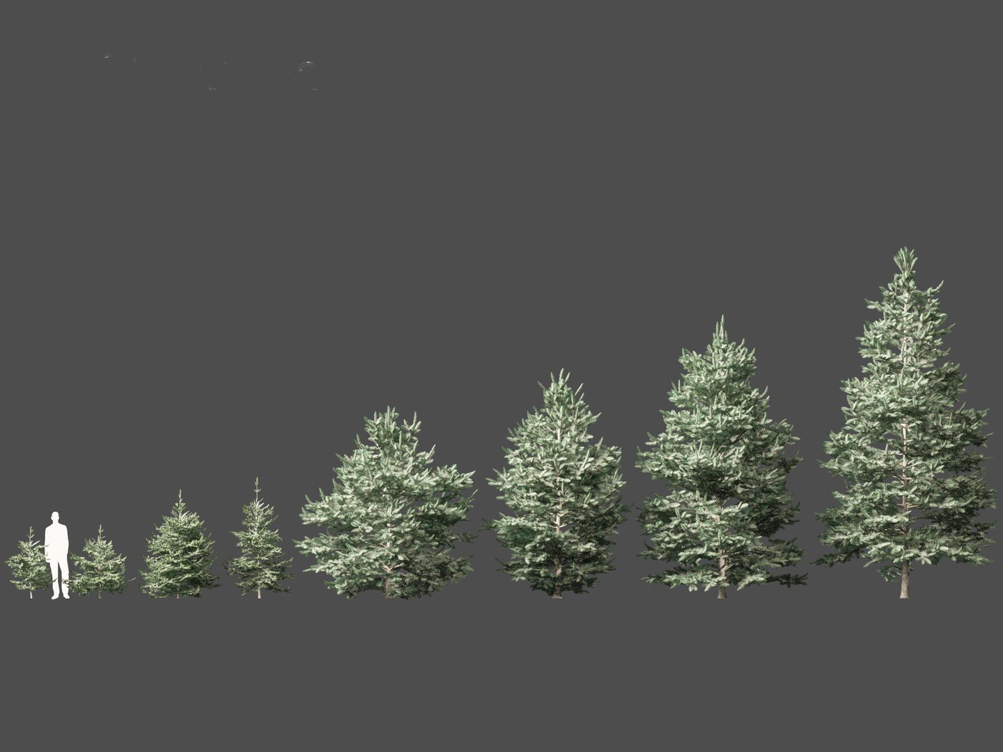 3D Abies Concolor - White Fir Model - TurboSquid 2131189