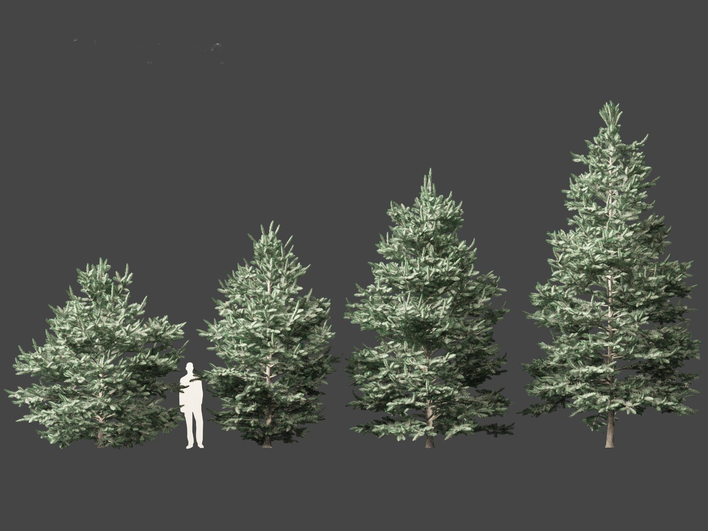 3D Abies Concolor - White Fir Model - TurboSquid 2131189