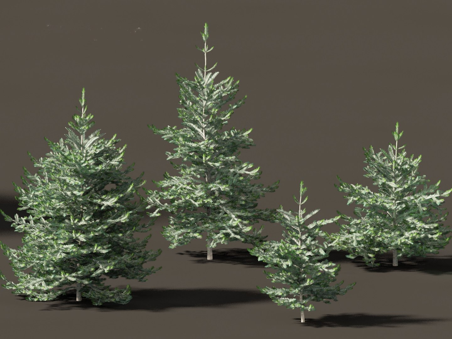 3D Abies Concolor - White Fir Model - TurboSquid 2131189