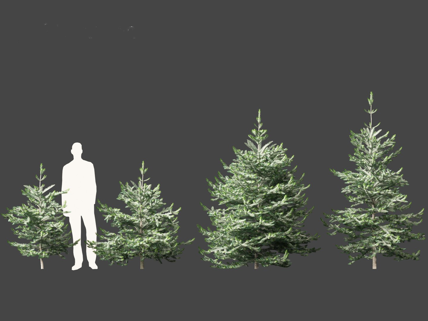 3D Abies Concolor - White Fir Model - TurboSquid 2131189