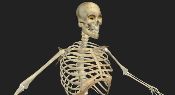 male skeleton max
