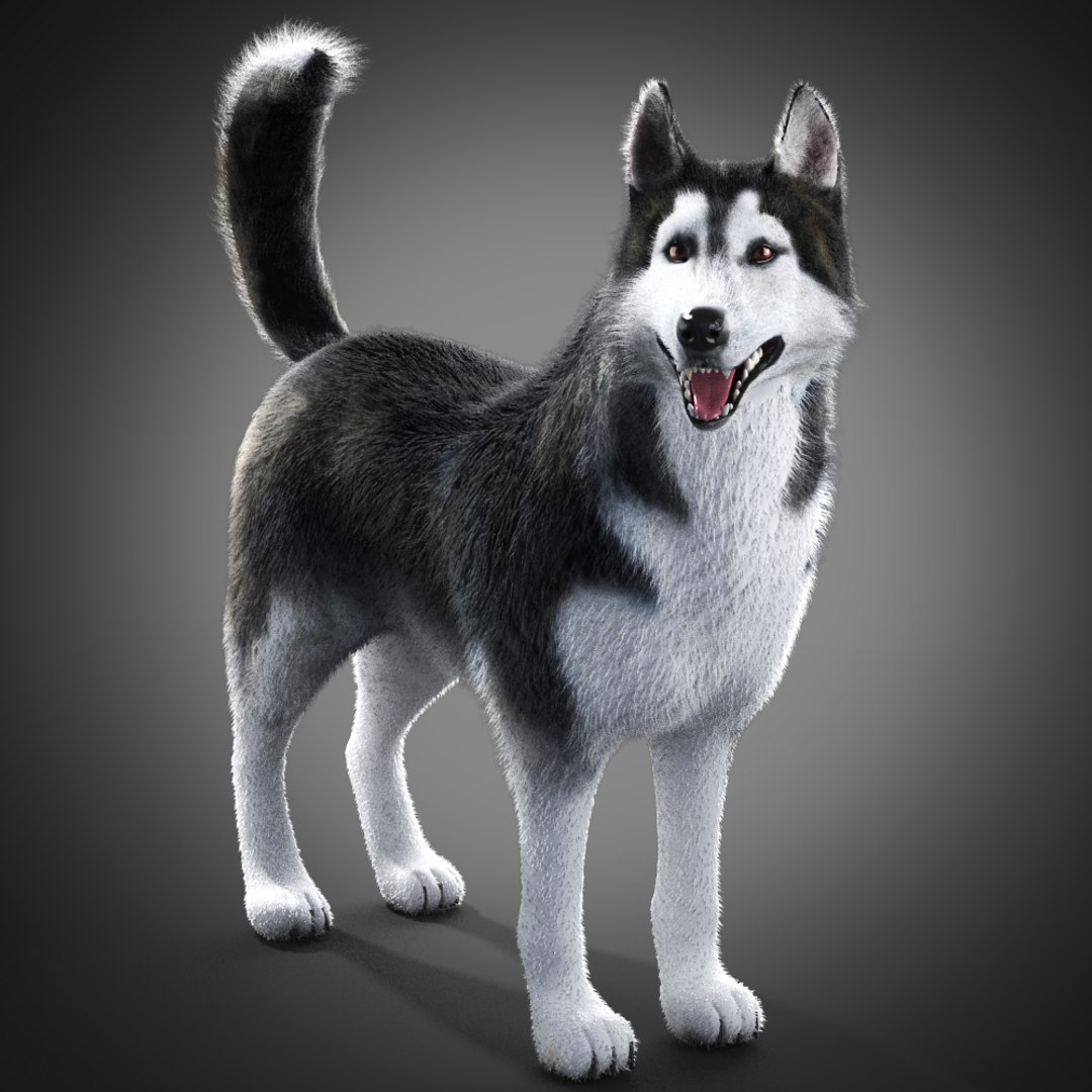 3d Siberian Husky Rigged