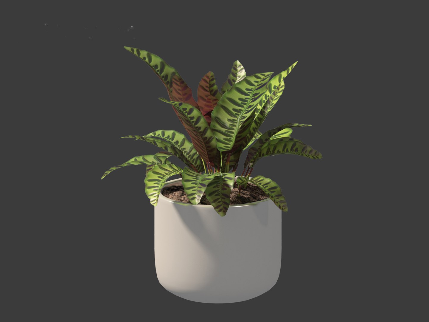 3D Model Calathea Insignis - Rattlesnake Plant - TurboSquid 2146131