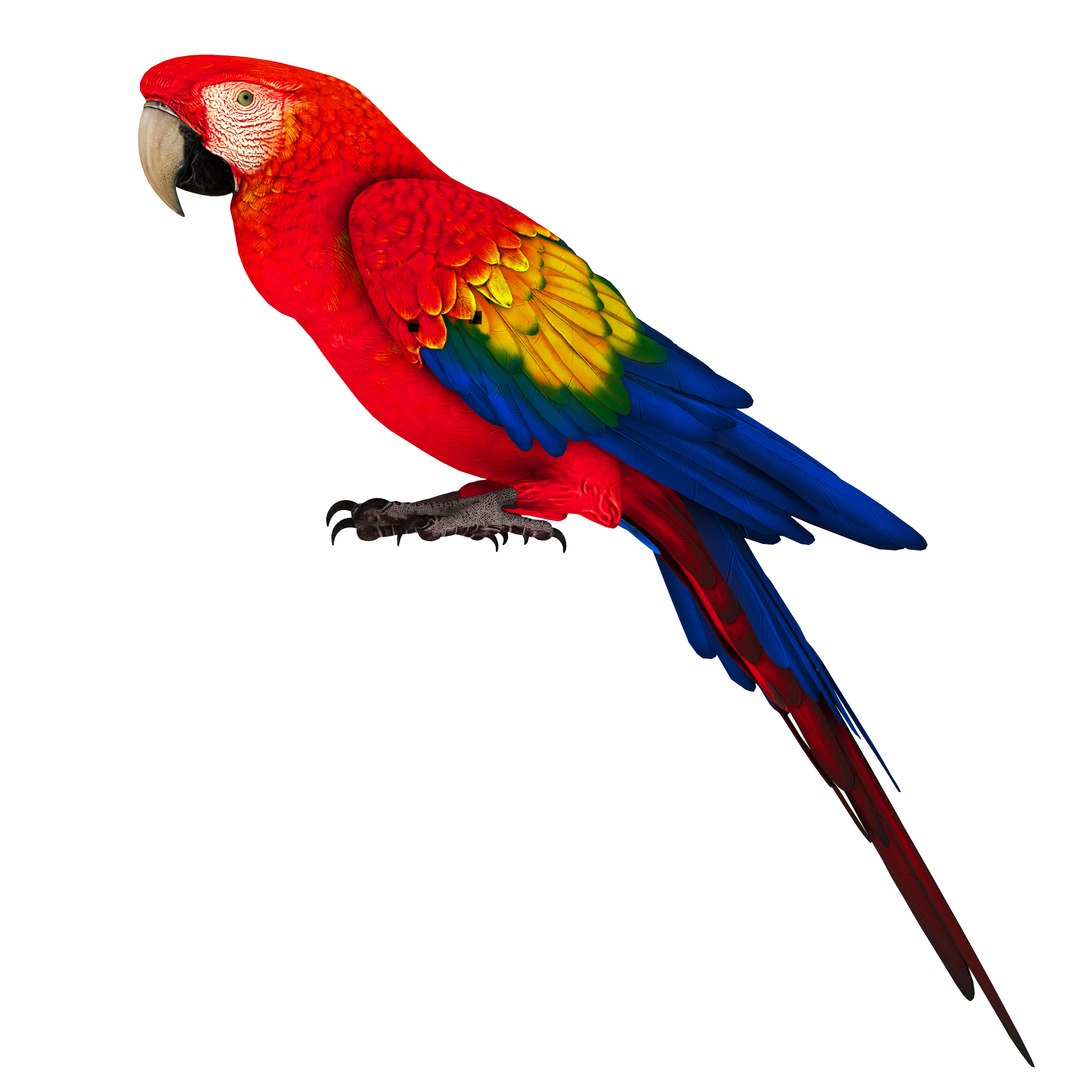 3D Model Macaw Parrot Fur Bird Animal - TurboSquid 2265239
