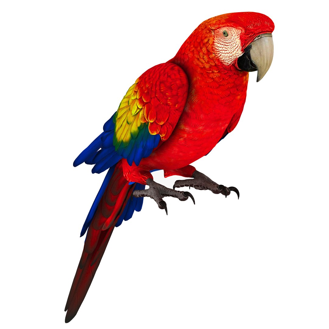 3D Model Macaw Parrot Fur Bird Animal - TurboSquid 2265239