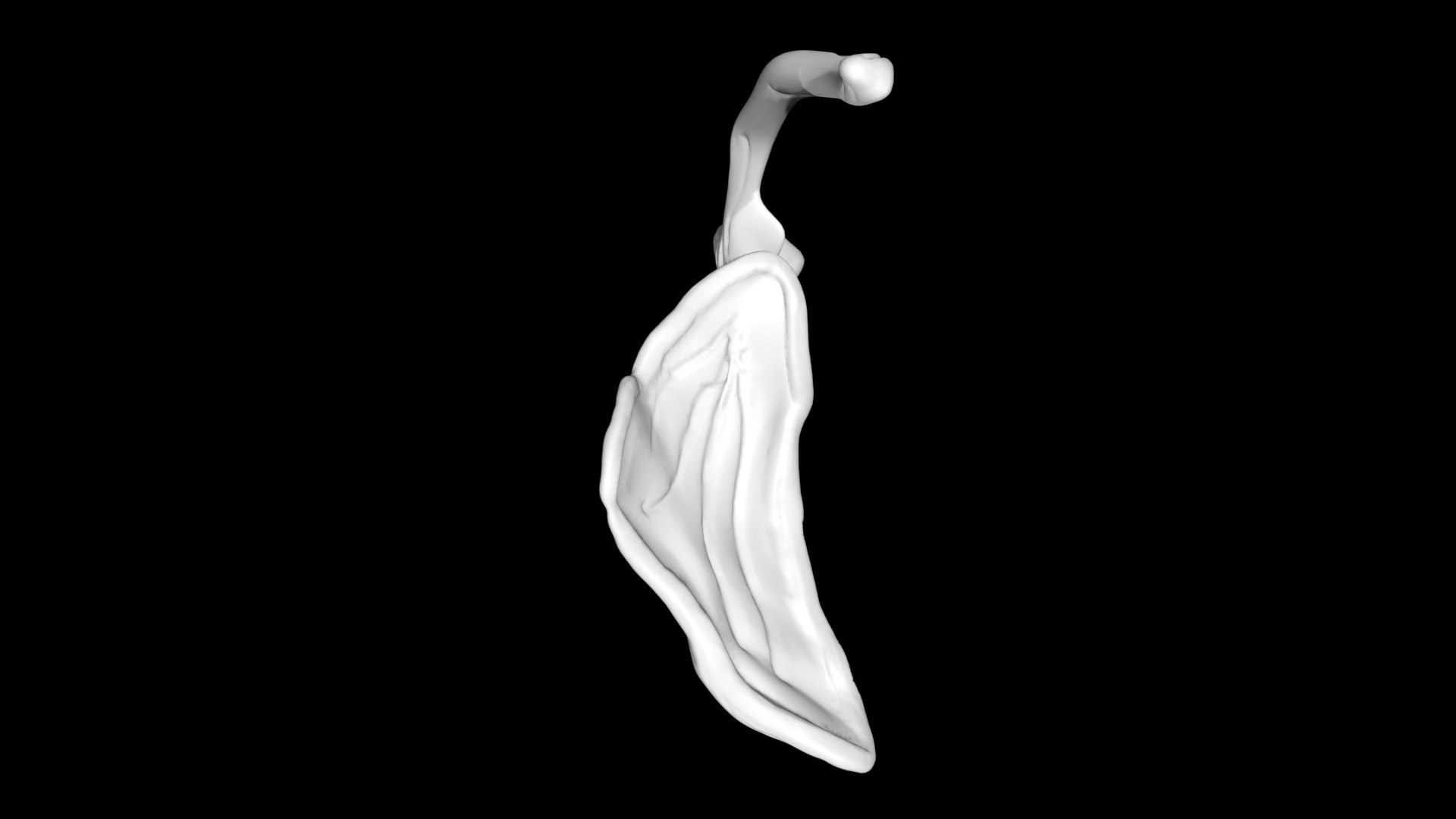 Collar Bone 3D Model - TurboSquid 1891129