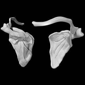 Free 3D Anatomy-Clavicle Models | TurboSquid