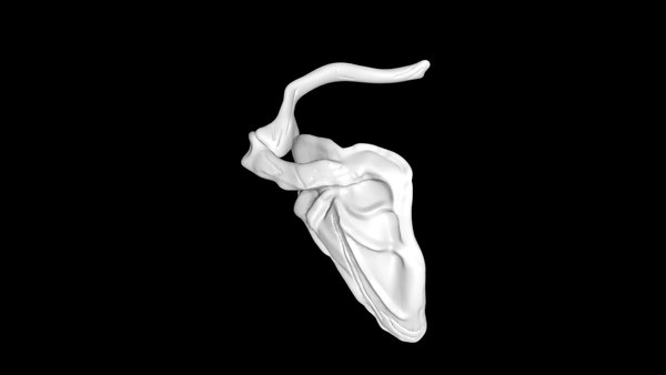Collar bone 3D model - TurboSquid 1891129