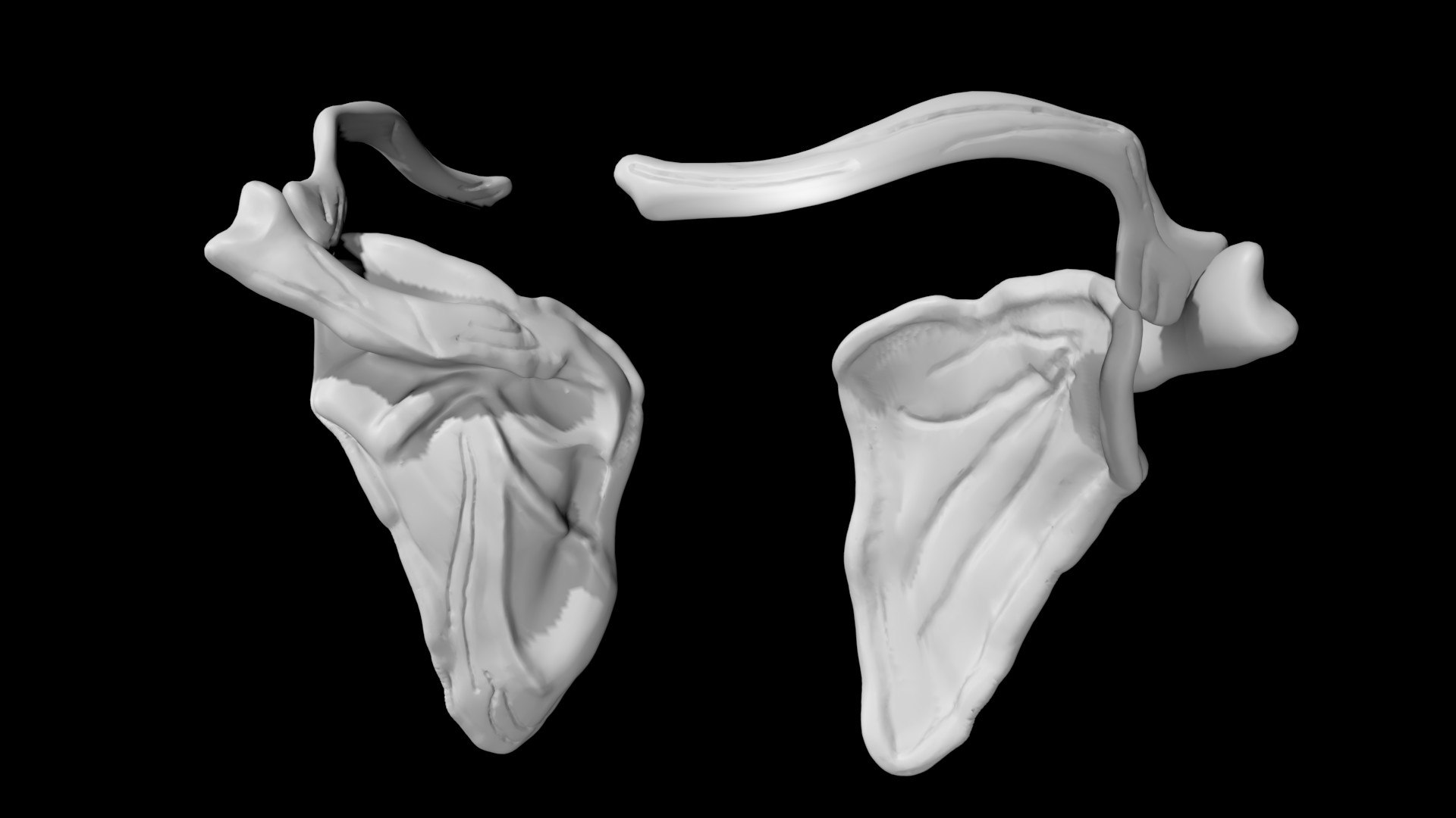 Collar Bone 3D Model - TurboSquid 1891129