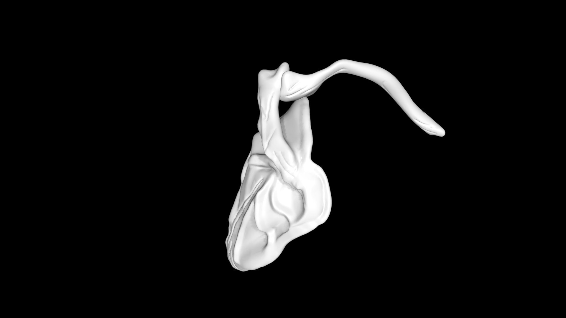 Collar Bone 3D Model - TurboSquid 1891129