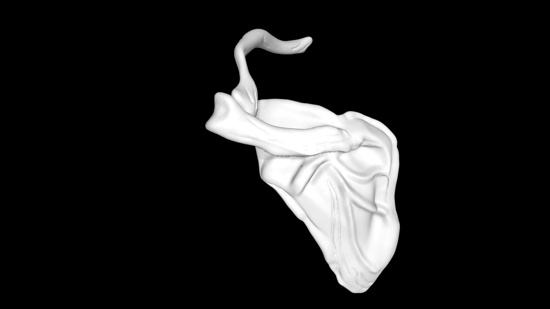 Collar Bone 3D Model - TurboSquid 1891129