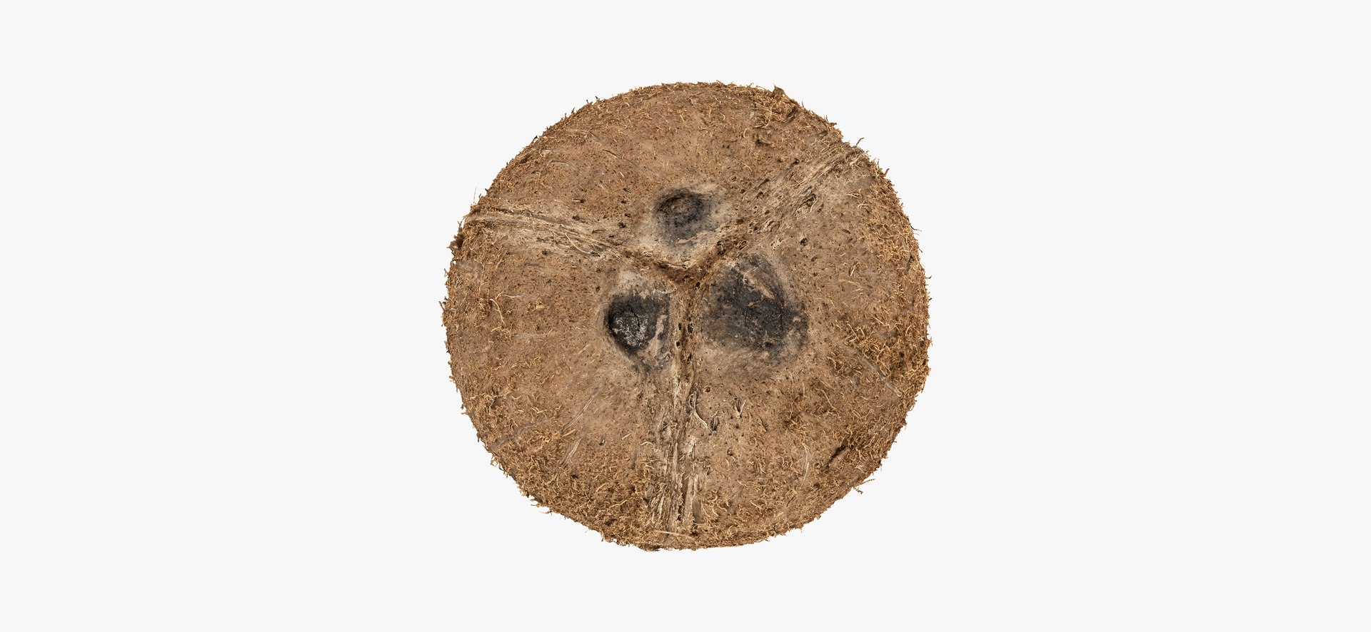 3D coconut 01 raw scan - TurboSquid 1641901