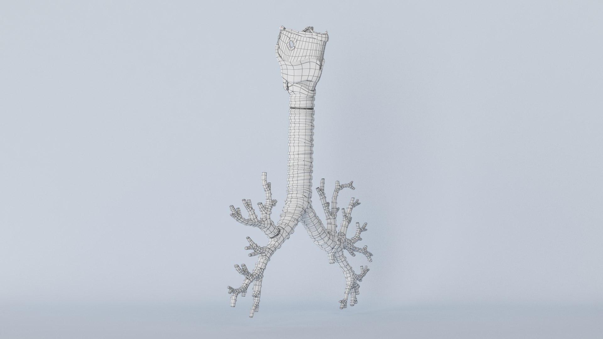 3D Model Trachea - TurboSquid 1561135